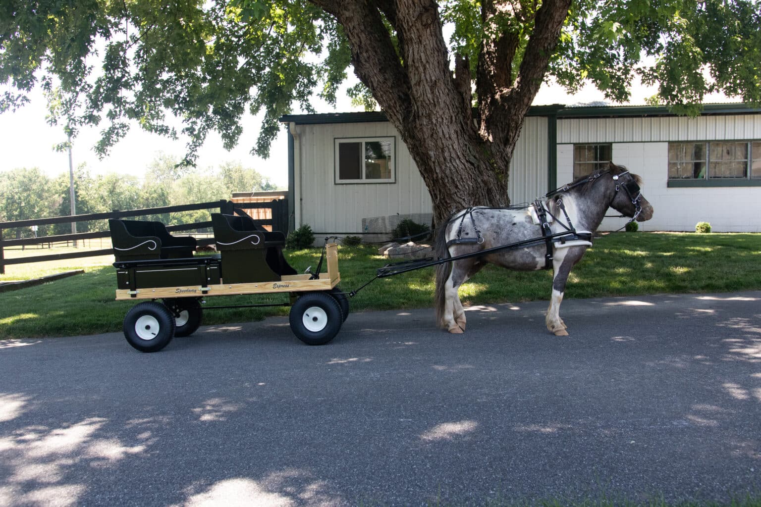 Miniature Pony Carts - Everything You Need To Know