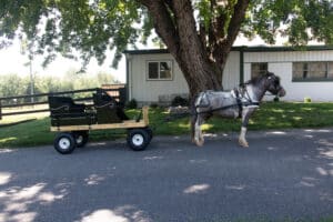 Miniature Pony Carts - Everything You Need To Know