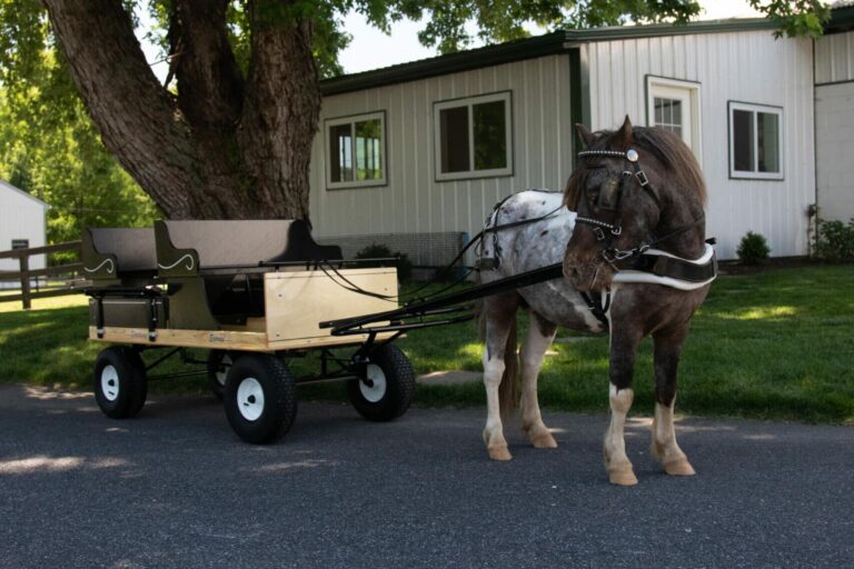 Miniature Pony Carts - Everything You Need To Know