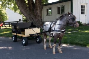 Miniature Pony Carts - Everything You Need To Know